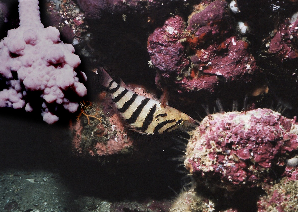 AQUATICHYK: BLACK-BANDED SEAPERCH / Hypoplectrodes annulatus