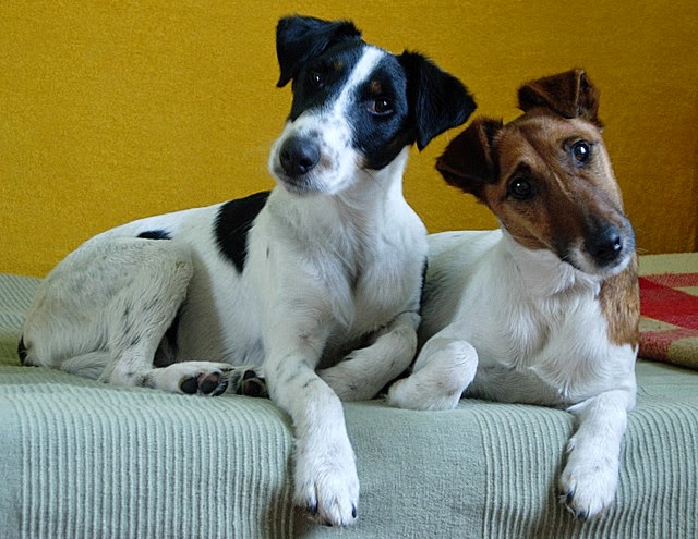 Imagenes De Perros Fox Terrier