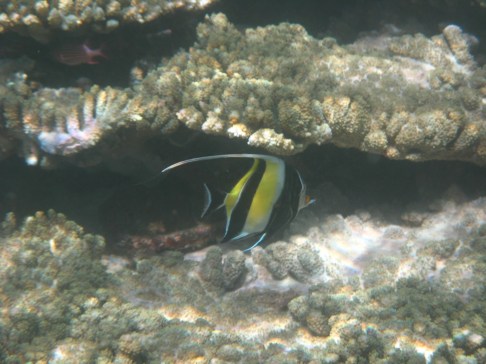 Lagons de la Réunion et ses poissons tropicaux: 2012 04 02 Lagon St Pierre