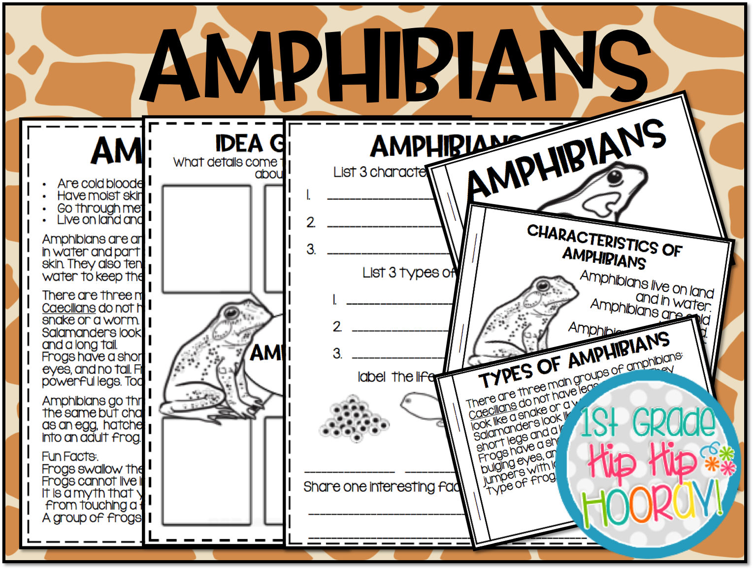 1st Grade Hip Hip Hooray!: Let's Explore Amphibians