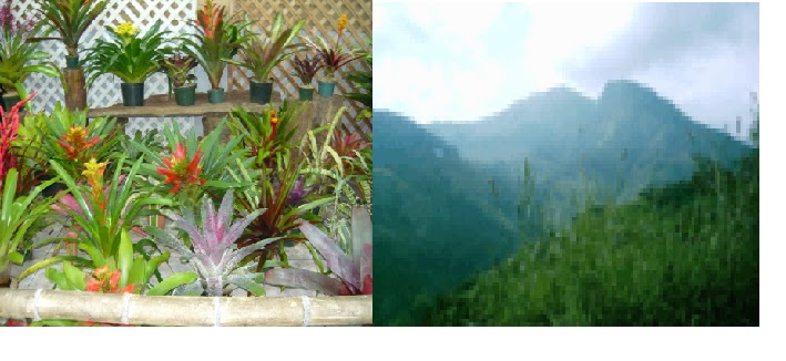 Turismo en Zamora Chinchipe: EL PANGUI Y SUS TRACIONES UNICAS