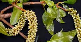 Diccionario de Epónimos: Spachea