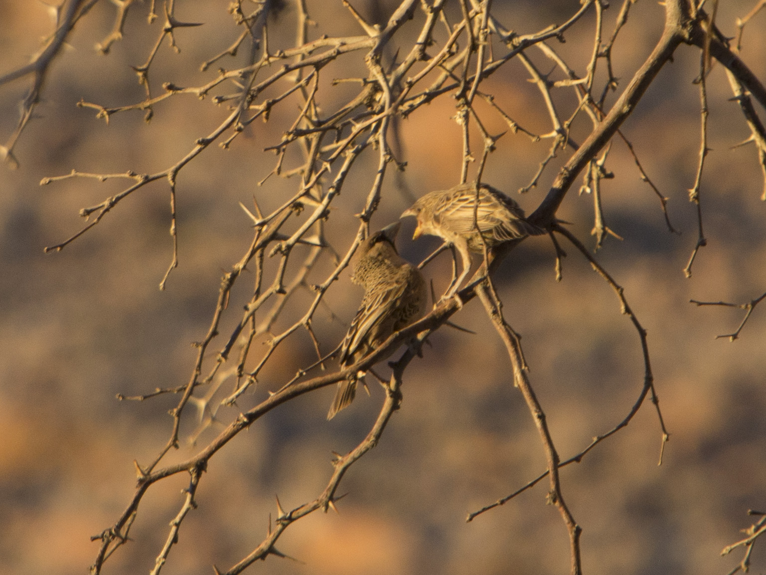 Travels with Craig and Jeri: Africa 2017-Day 23