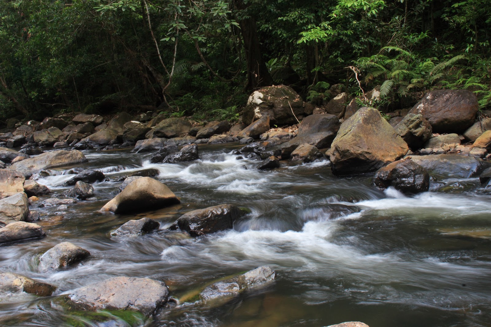 Johor National Parks: Endau-Rompin SELAI
