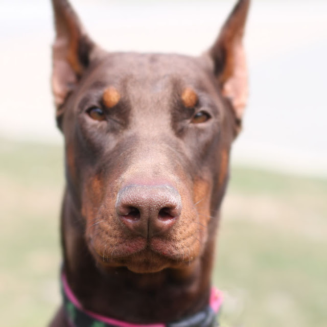 Unnamed - Red Doberman Pinscher