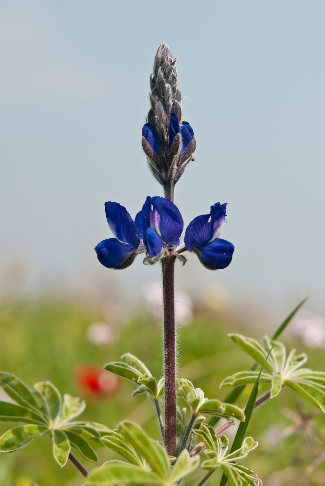 The Friedmans' Travel and Photos: A trip to the Galilee - flowers & birds
