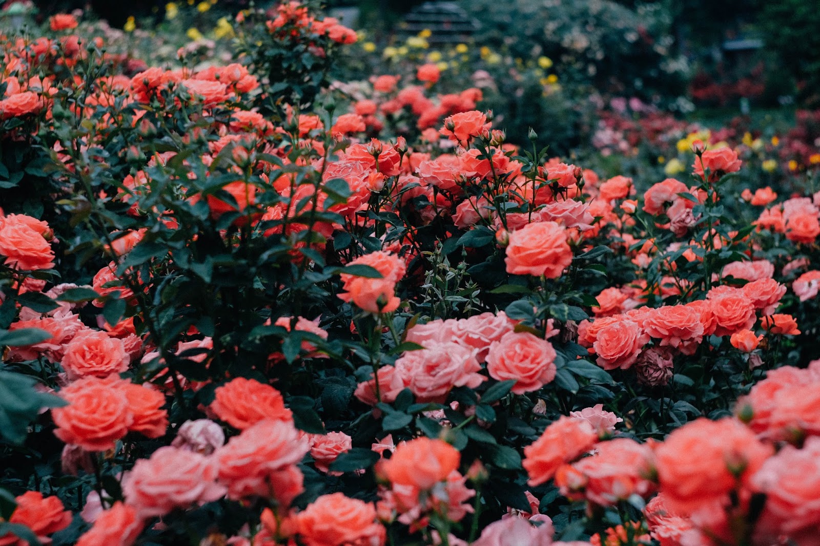Bucheon Dodang Mountain One Million Rose Garden - 부천 도당산 백만송이 장미원 ...