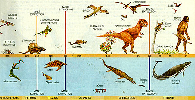 Fossil Correlation Chart
