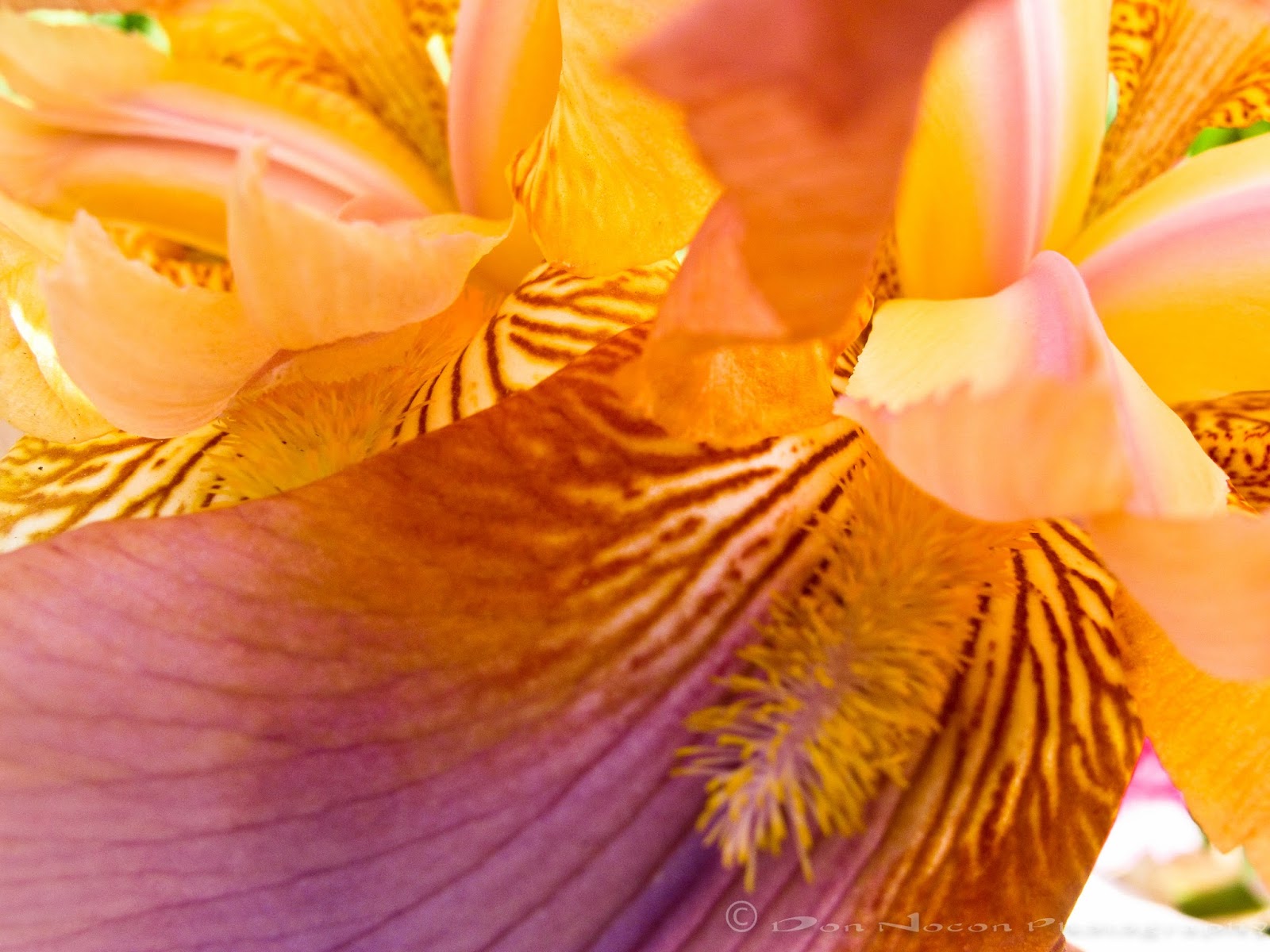 Petit Montmartre: Woo HOO! Petit Montmartre was an enormous success!