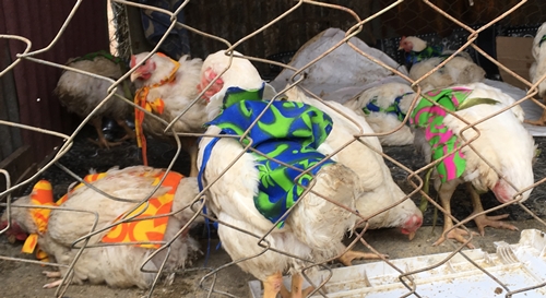 Thomsons In Tonga: Tokomololo Chicken Project