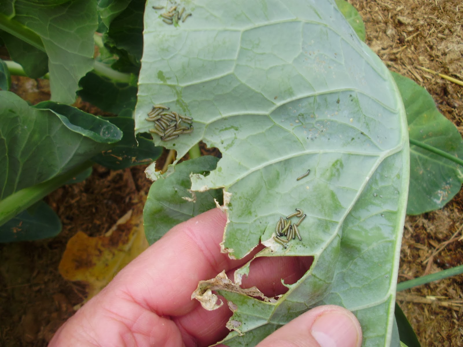 El bancalico del Cervantes: PULGÓN Y GUSANO DE LA COL