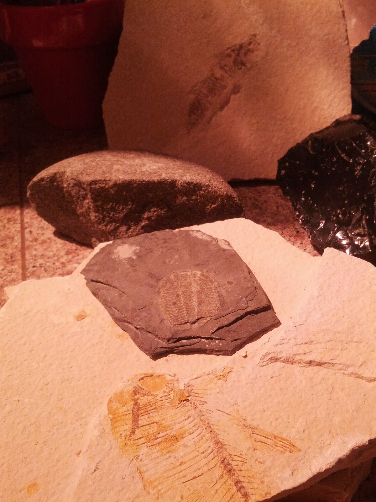 Martinez Community Science Workshop: 500+ mya Trilobite Fossil at John ...