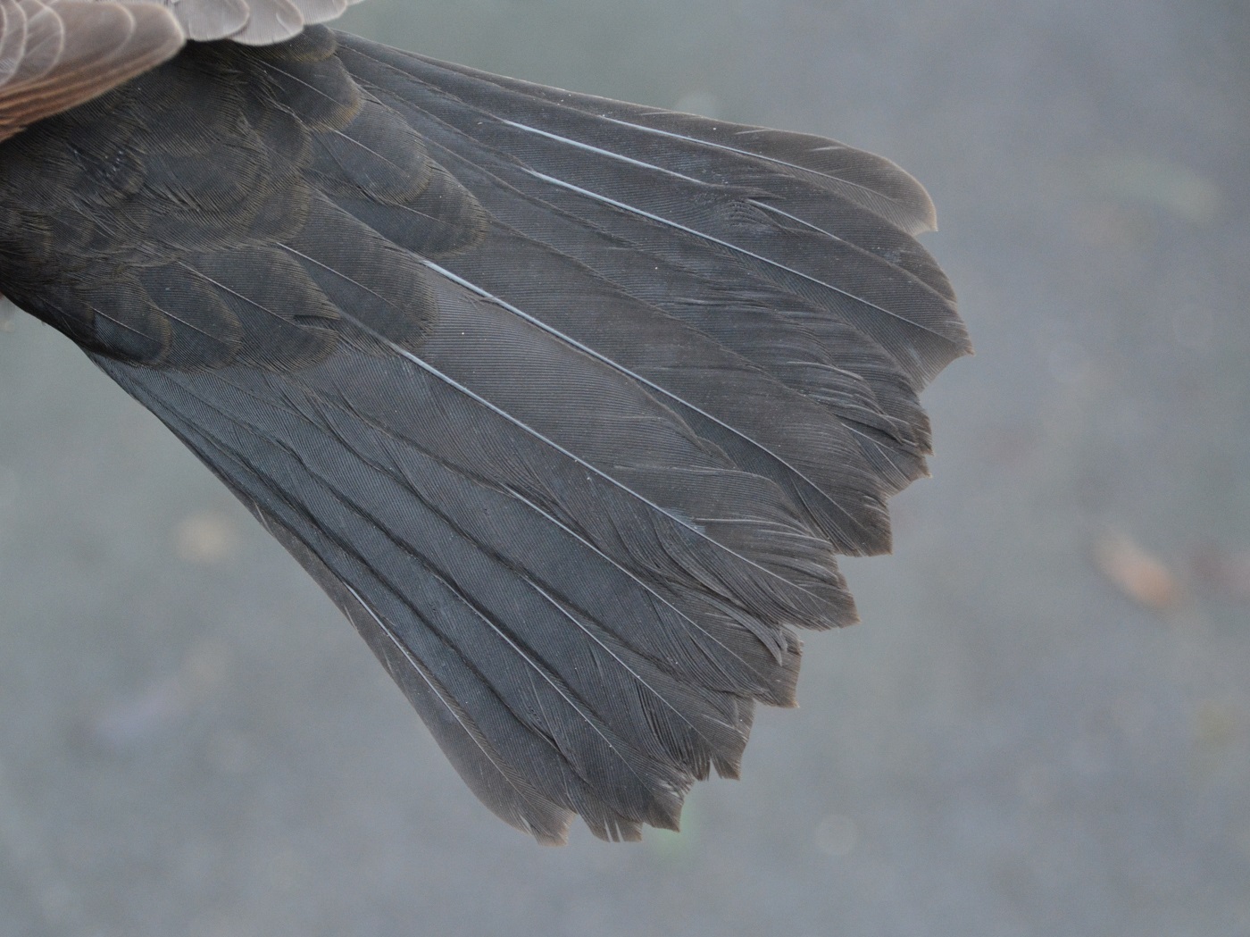 Two in a bush: Blackish