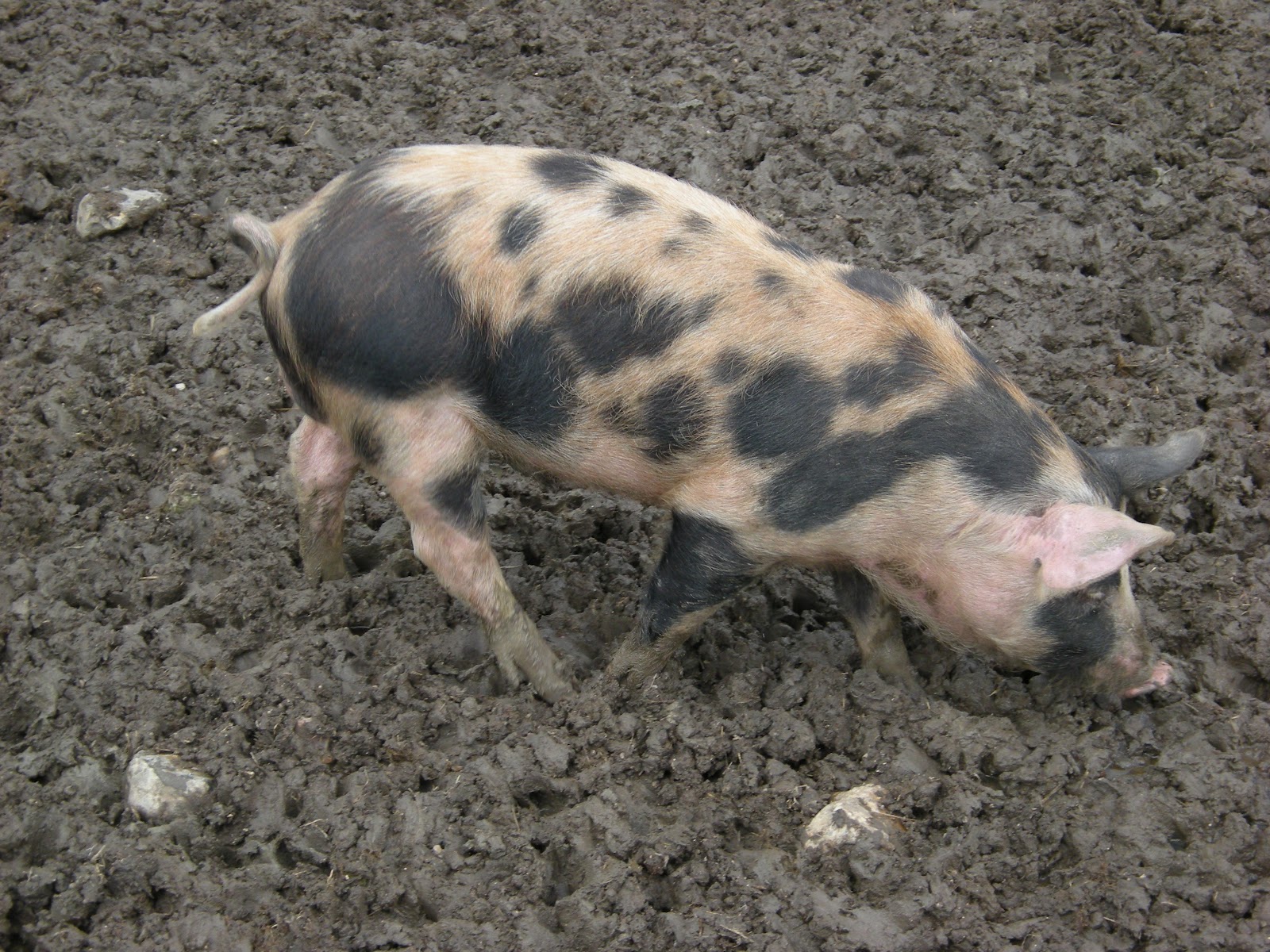 Ubique: Sow plus four piglets, Hovels Ltd & Pig Pen