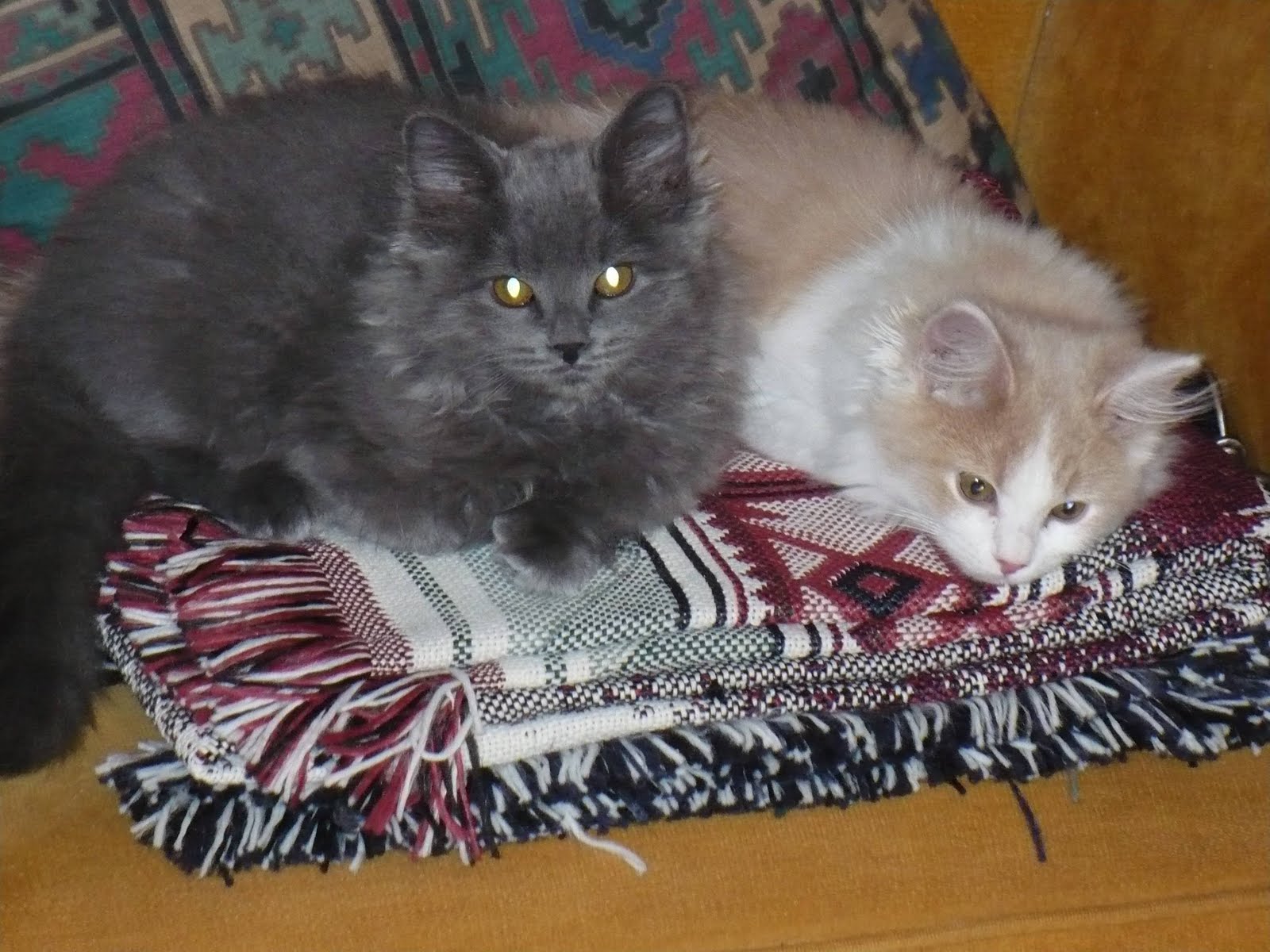 BIG CAT, Little Kitty: My Little Kitties