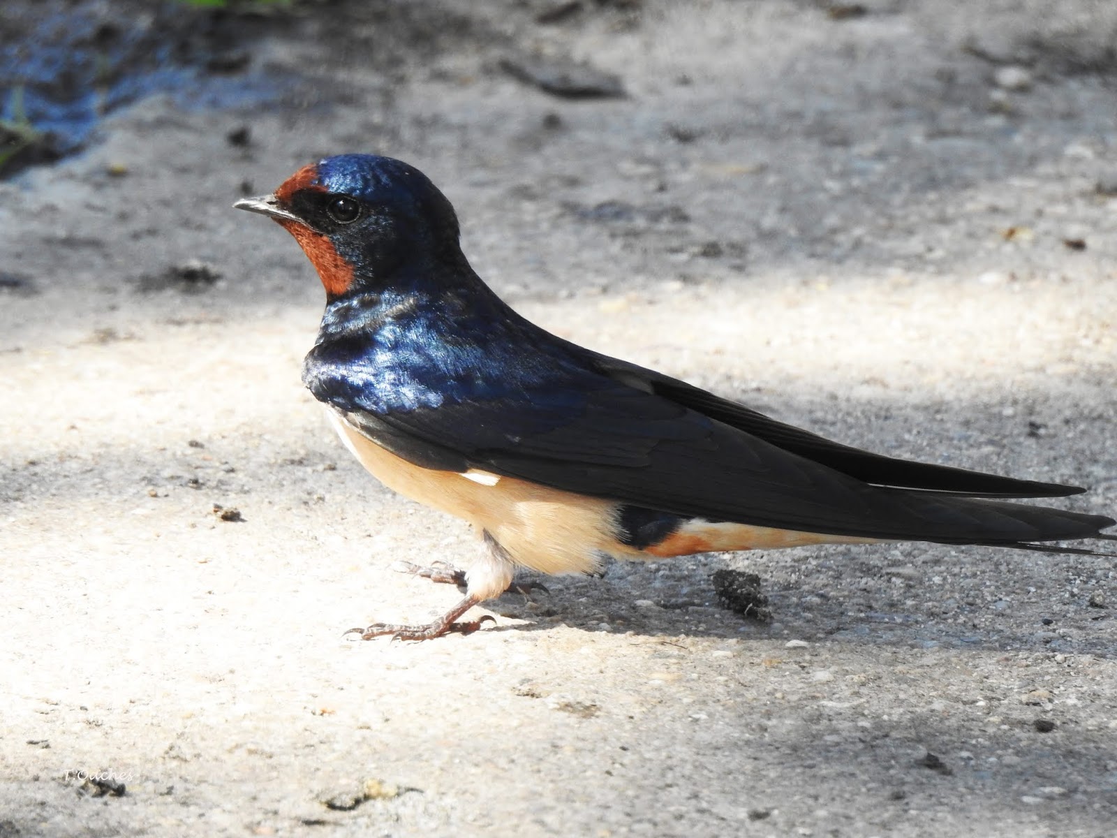 PASARI DIN ROMANIA: randunica