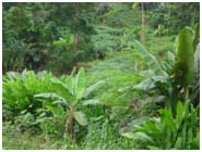 Mataisau: Our Island Home