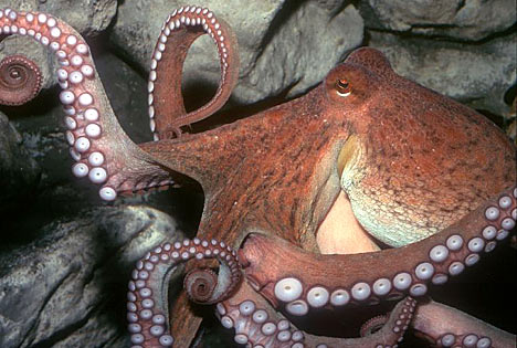 Octopus - True Wildlife Creatures