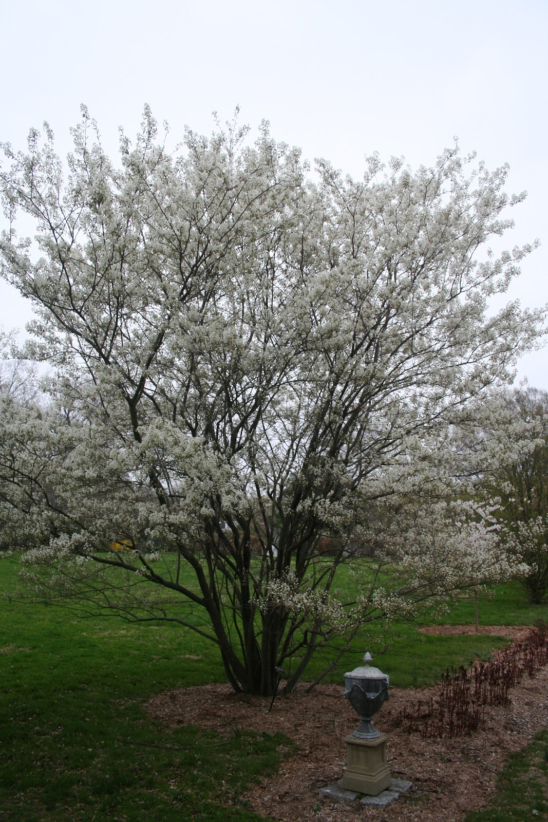 Field Journal for Trees in the City Course: Tree 3 - Downy Serviceberry ...