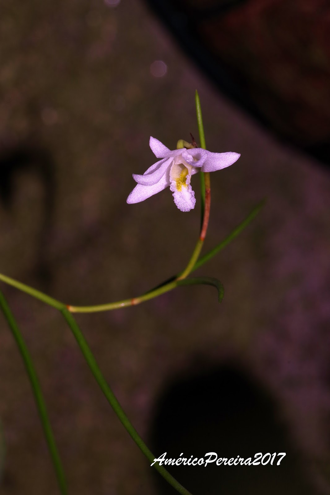 Orquídeas soltas: Dendrobium equitans