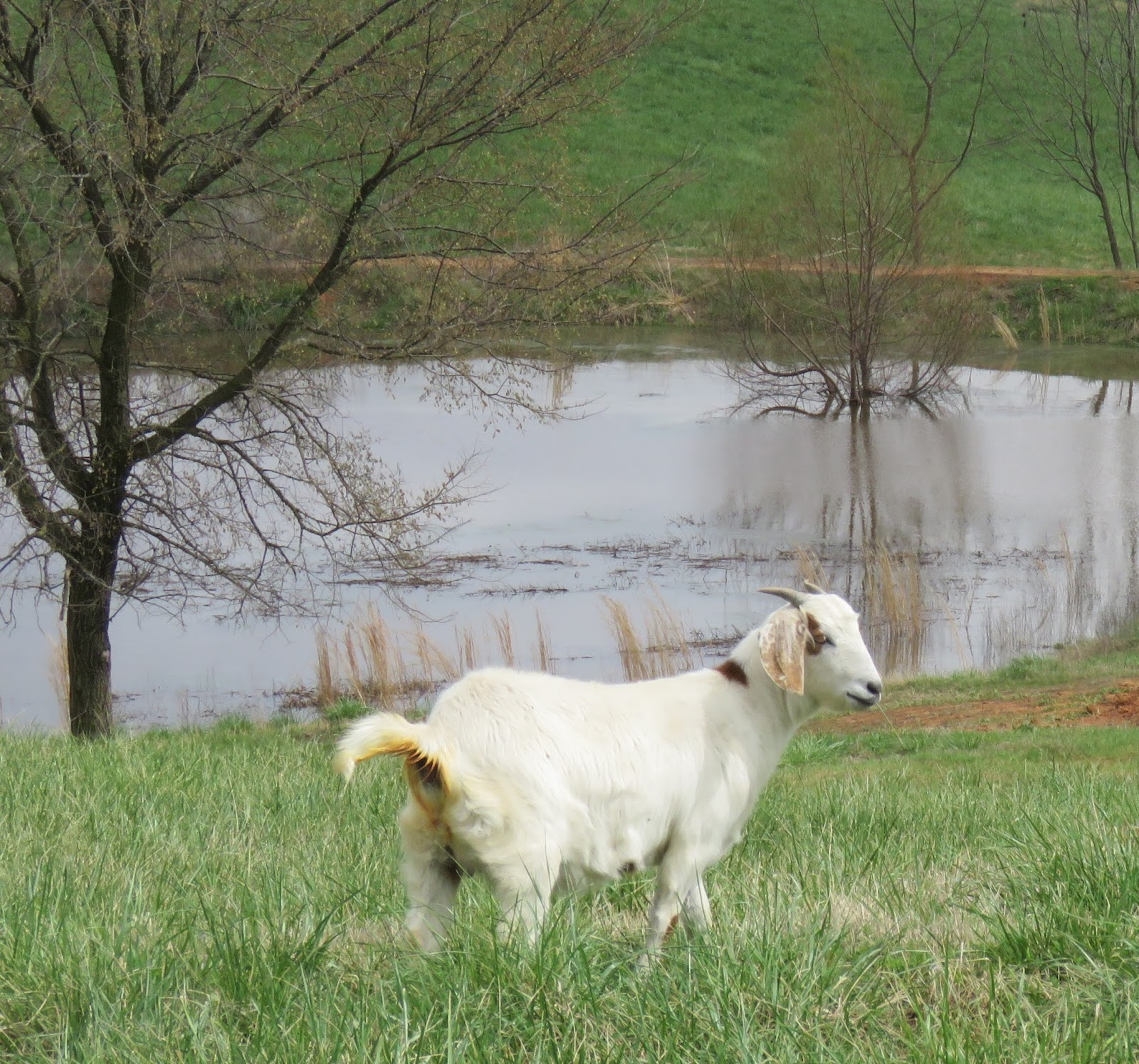 Dirt Road Lives: The Goat Doctor