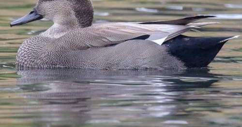 Gadwall images | Birds of India | Bird World