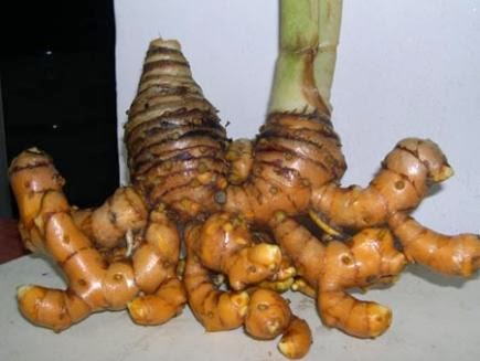 Biologi - Lingkungan Hidup: PERBANYAKAN VEGETATIF