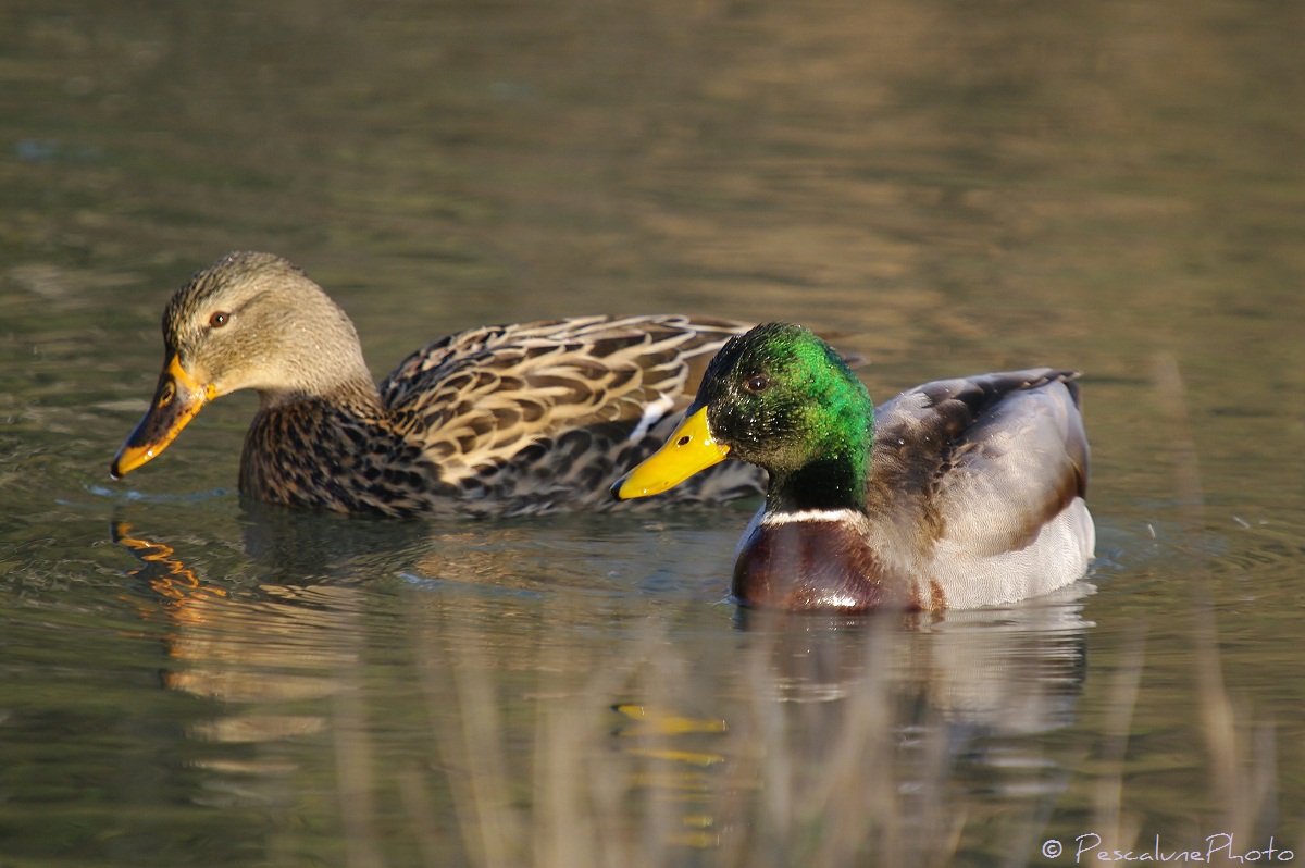 Pescalune Photo: Canard Colvert (Anas platyrhynchos), Mallard
