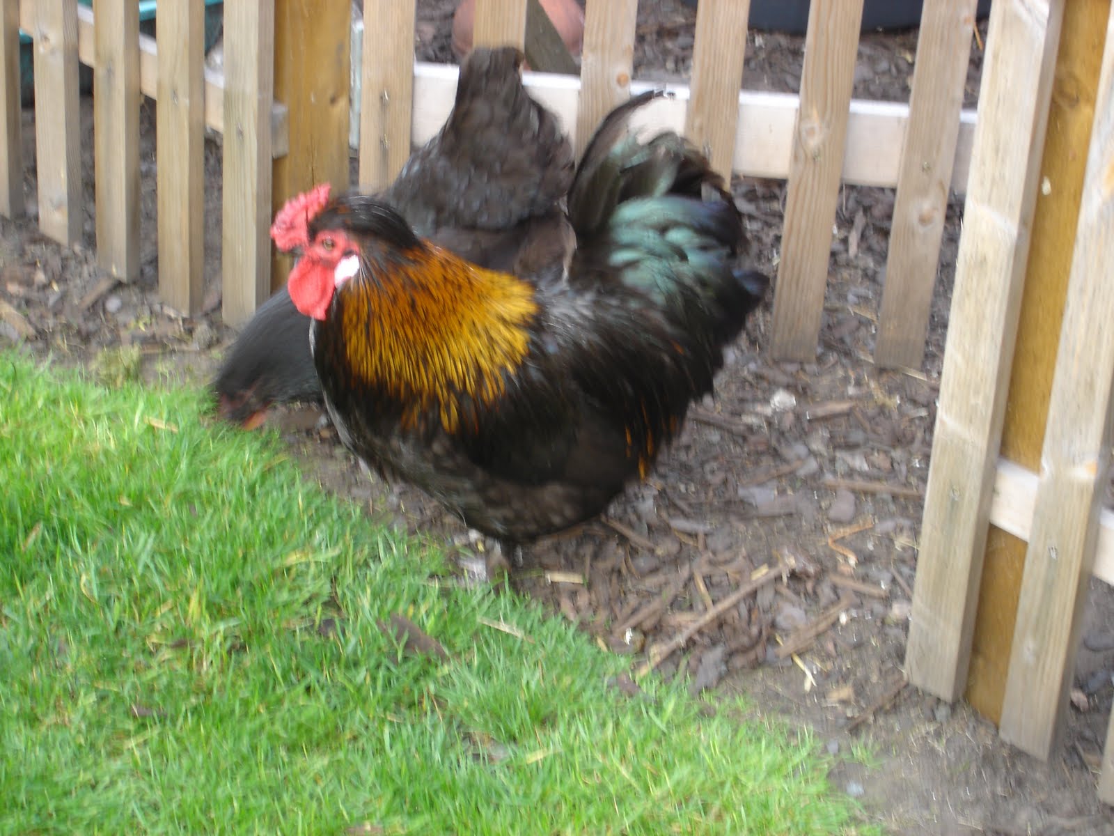 Chickens and all sorts of birds...