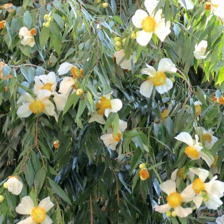 Pharmabroo: 7 Daftar Sediaan Obat Flos