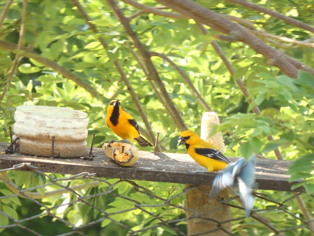 Hola, Sopetrán.: El Turpial, uno de los mejores cantantes del mundo animal.