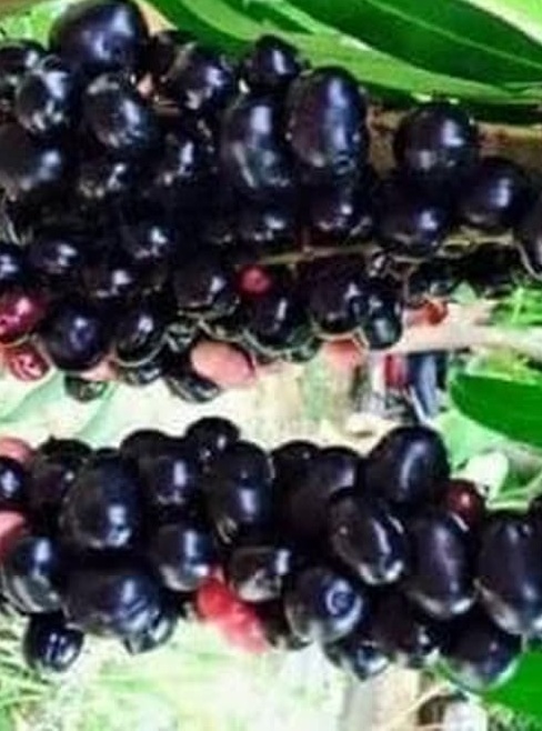 Paling Keren 14+ Foto Bunga Jamblang - Gambar Bunga Indah