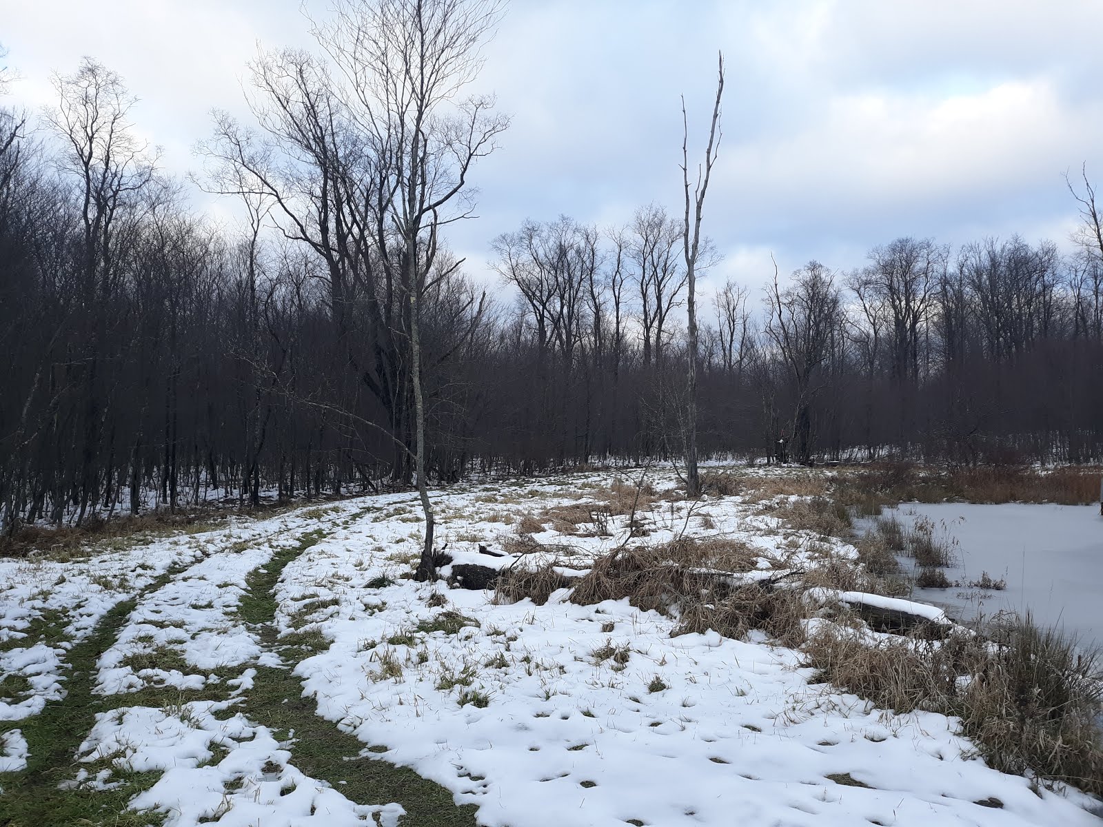 The "Getting Out There' Blog: Buzzard Swamp, Allegheny National Forest ...