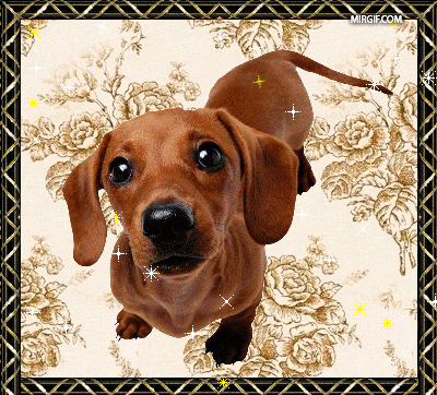Pieseczki mireczki: Animowane obrazki i gify - Psy jamniki