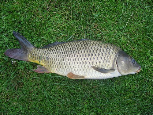 Greek Aquaponics Ενυδρειοπονία: Cyprinus carpio , ΚΥΠΡΙΝΟΣ Ο ΚΟΙΝΟΣ