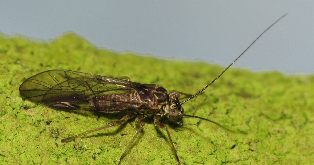 Variety of Life: Peripsocoidea