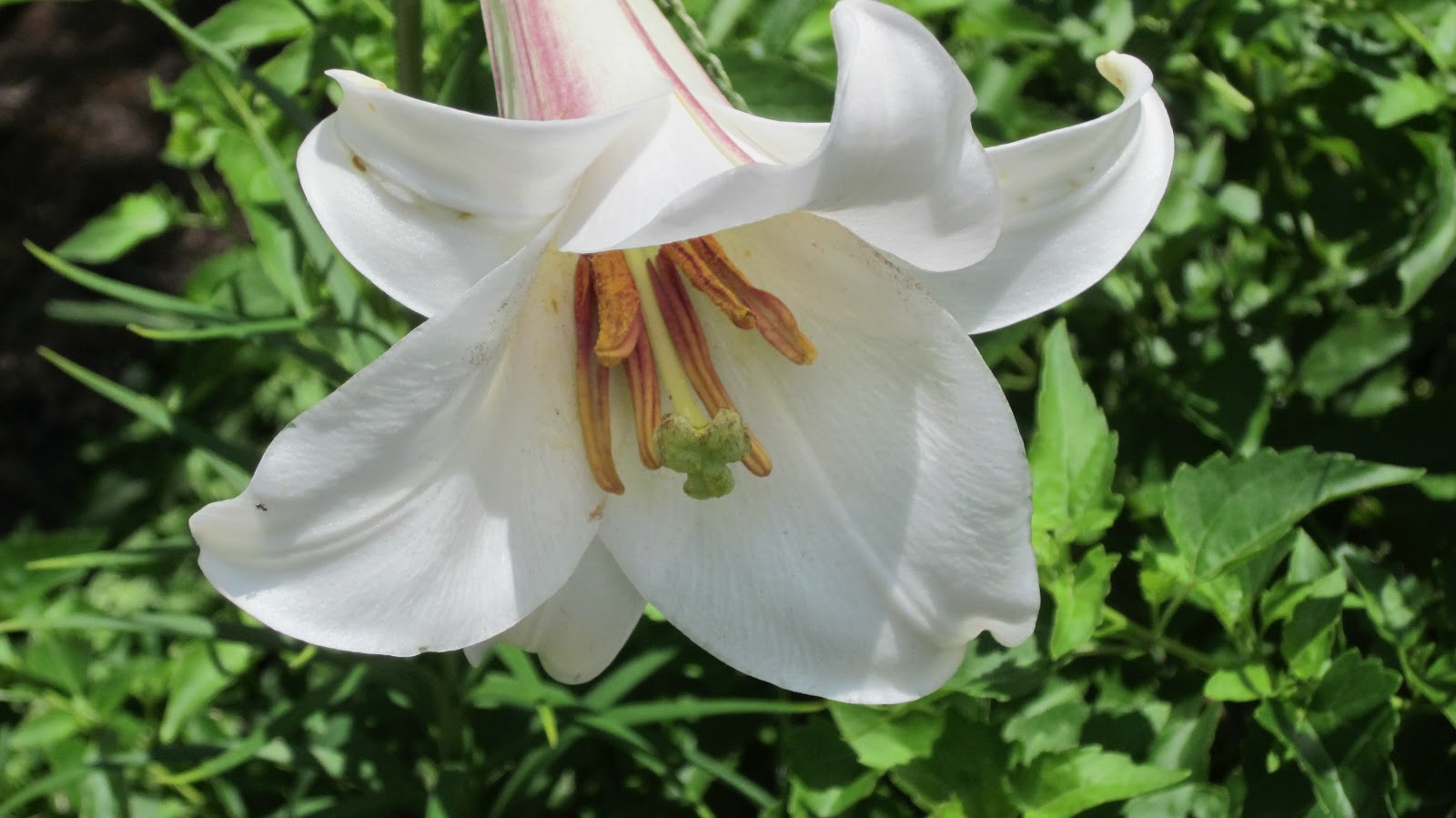Lisa Bonassin's Garden: Philippine Lilies - July 15, 2012