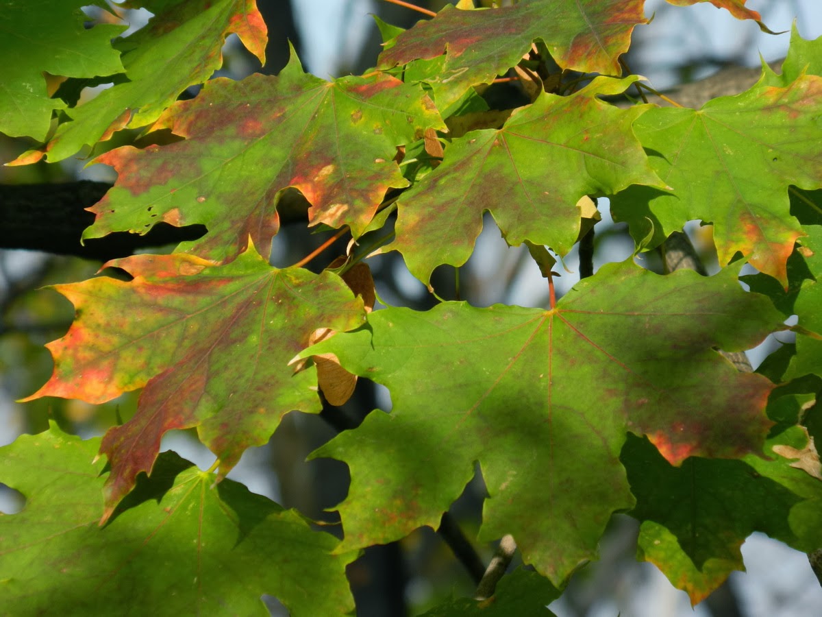 LA MULTI ANI, ROMANIA!: Frunze colorate