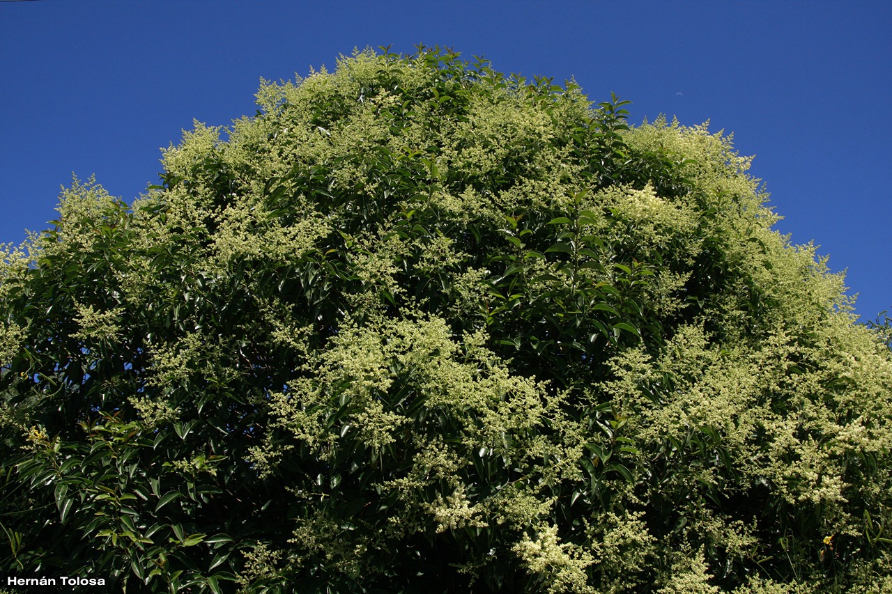 Flora Bonaerense: Ligustro (Ligustrum lucidum)