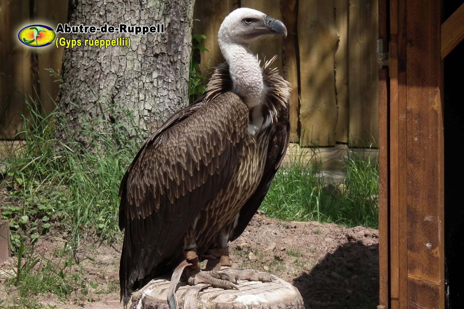 ORNITOLOGIA: Abutre-de-Ruppell (Gyps rueppellii)