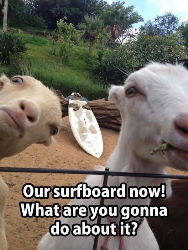 TOP 25 RANDOM PICTURES OF ALL TIME - Daily Funny Stuffs