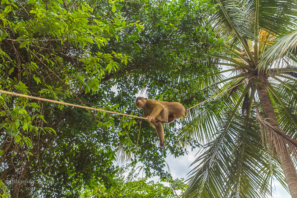 Samui Monkey Center