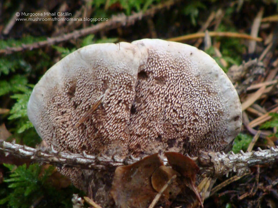 Mushrooms from Romania: Hydnellum ferrugineum