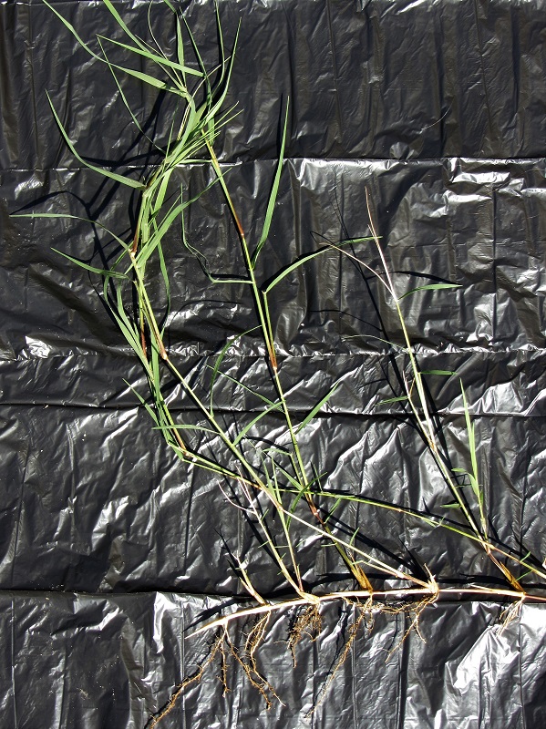 Bucólico Anónimo : Aprender a Distinguir: Escalracho de Relva Santo ...