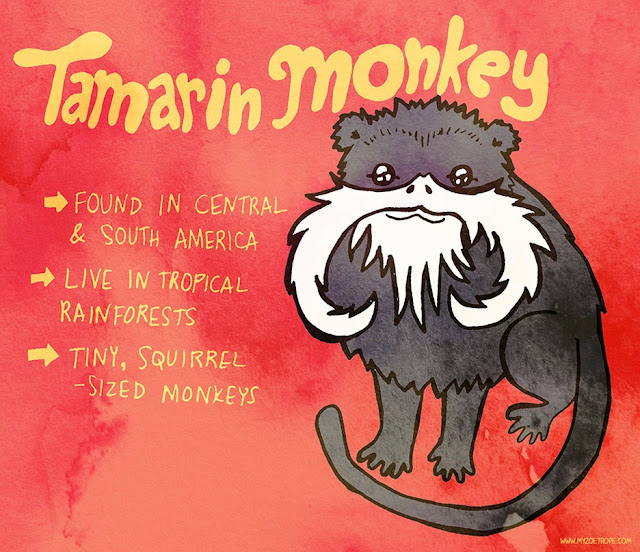 My Zoetrope: 287: Tamarin Monkey