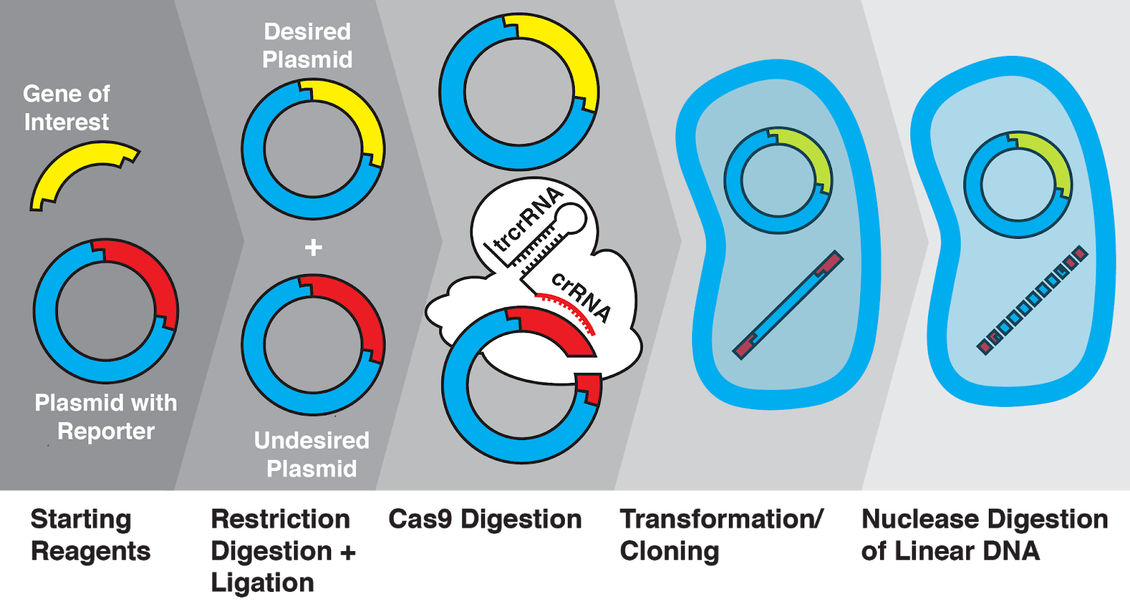What is Gene transformation and Techniques for Gene Transformation in ...
