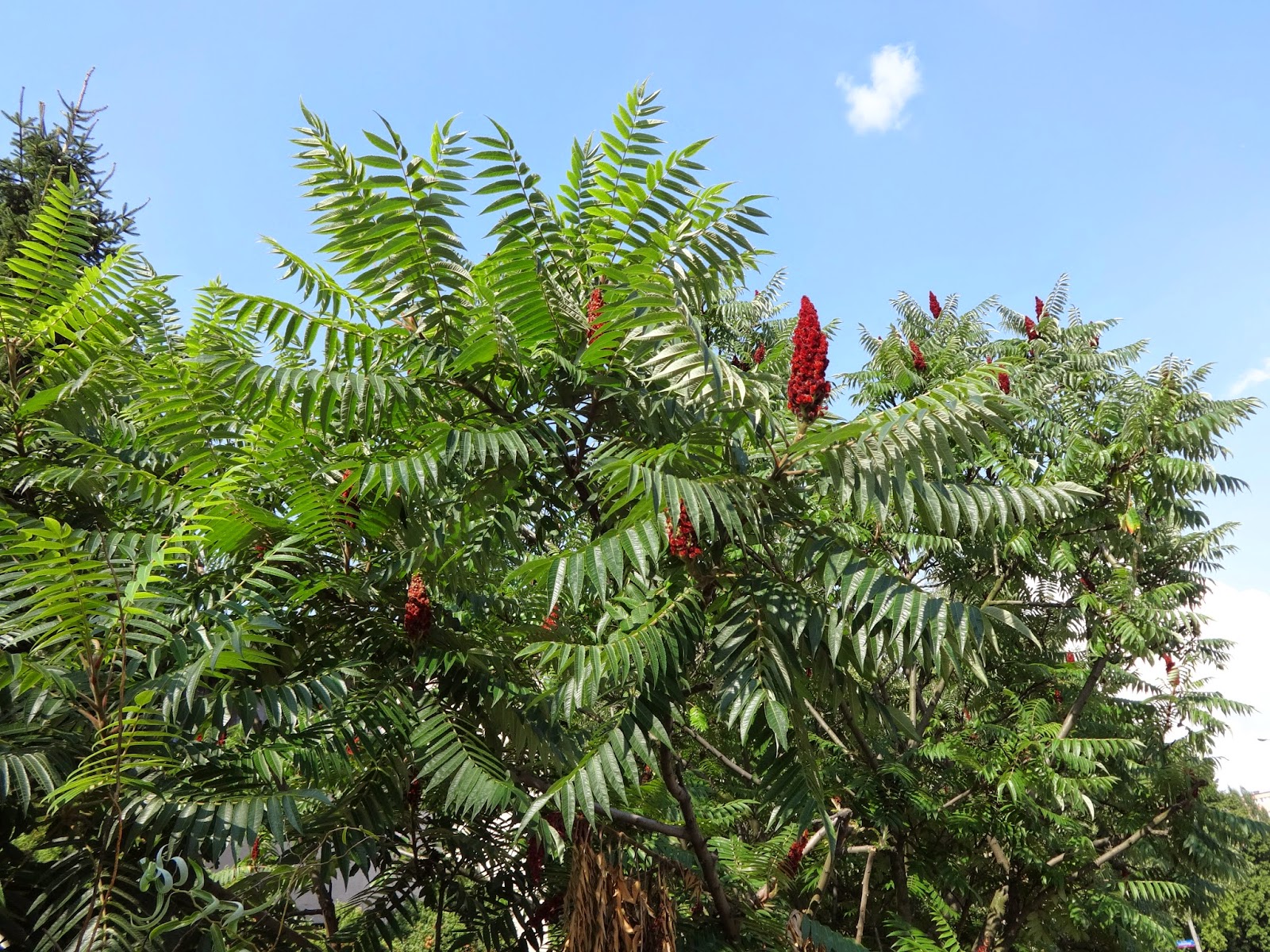 Herbs from Distant Lands: Rhus typhina, Rhus hirta - Staghorn Sumac