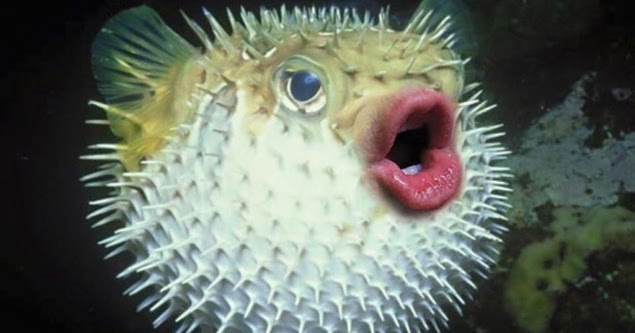 Mengenal Ikan Buntal dan Keunikannya | Blogger Mancing