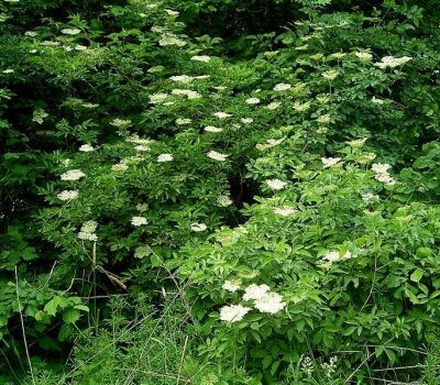 Vlier – Roekeloos.co.za