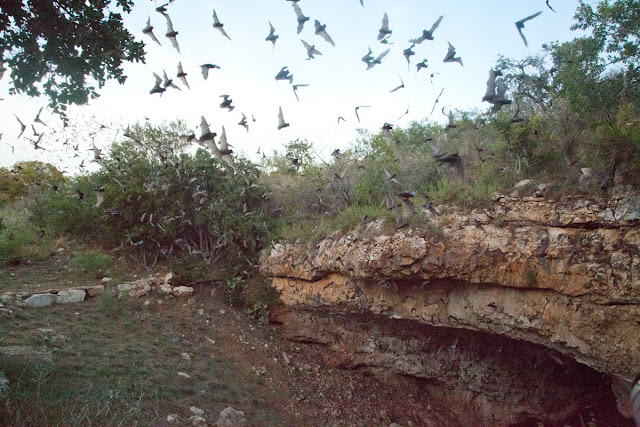 Mary Ann's View: Eckert James River Bat Cave Preserve